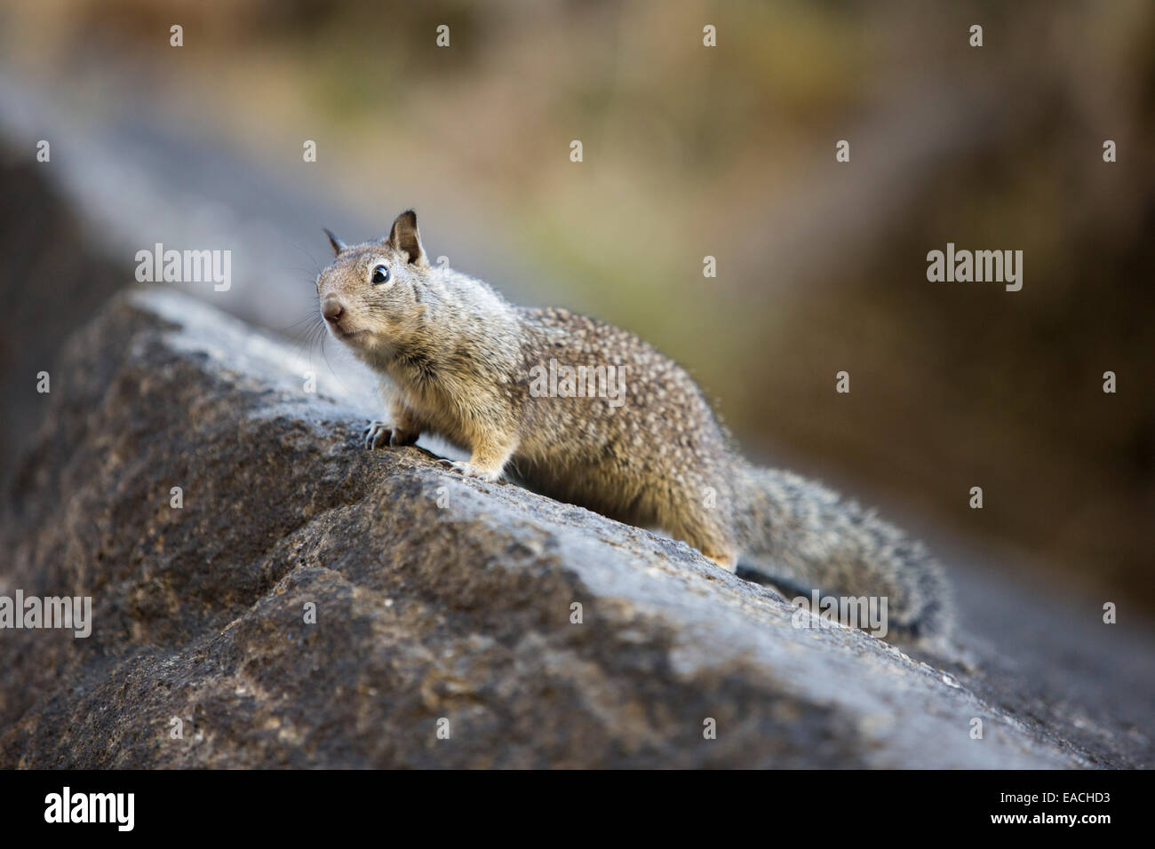 Californian park hi-res stock photography and images - Alamy