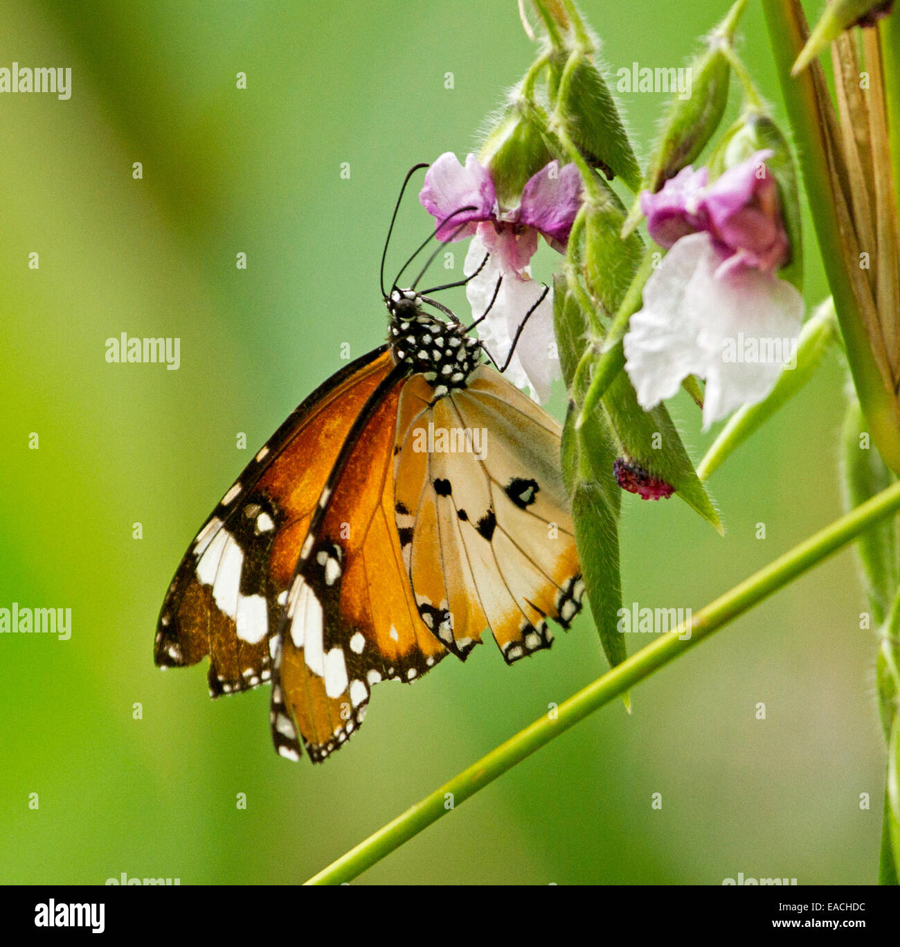 Penthesilea hi-res stock photography and images - Alamy