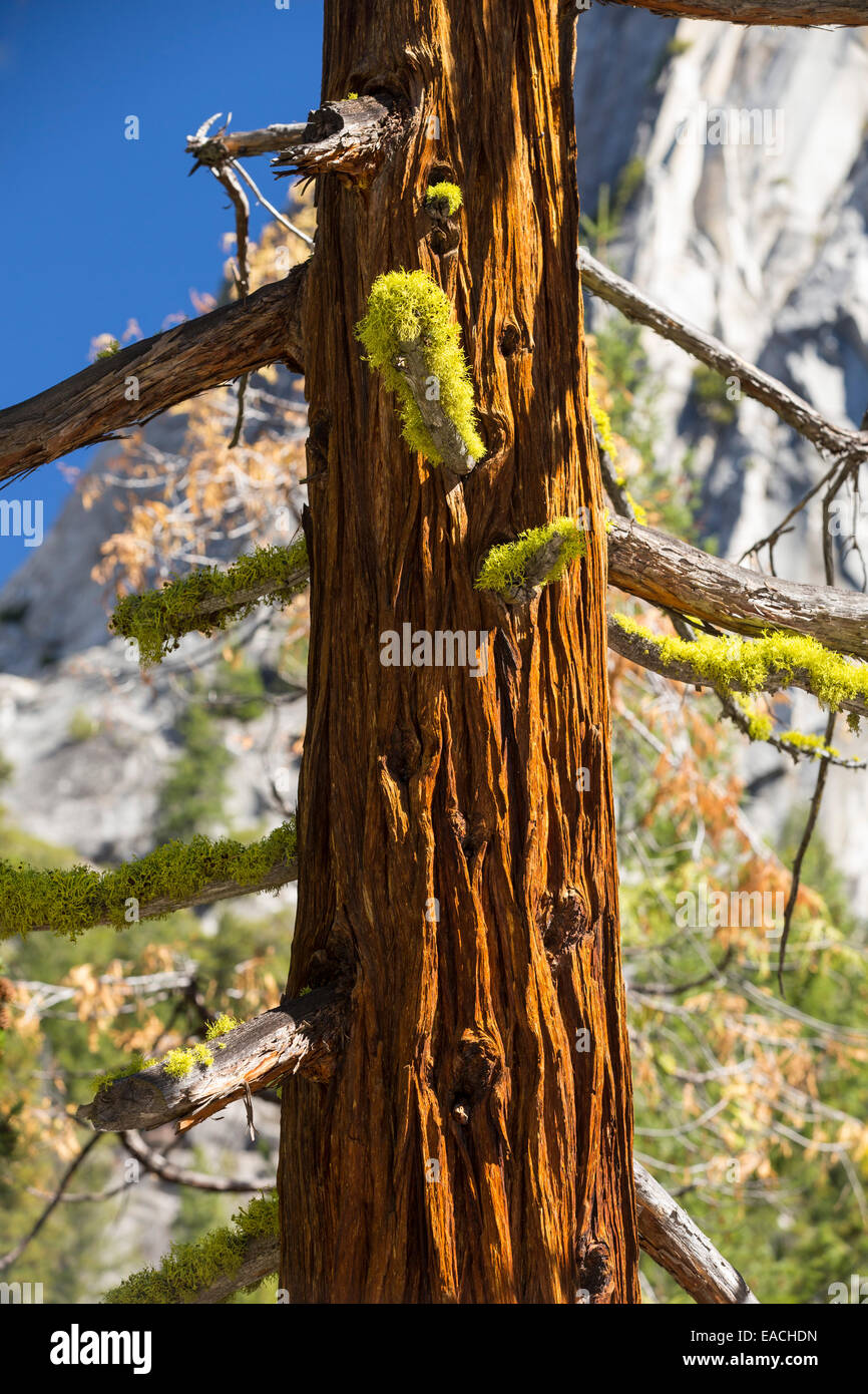 A dead tree above the Nevada Fall in the Little Yosemite Valley ...