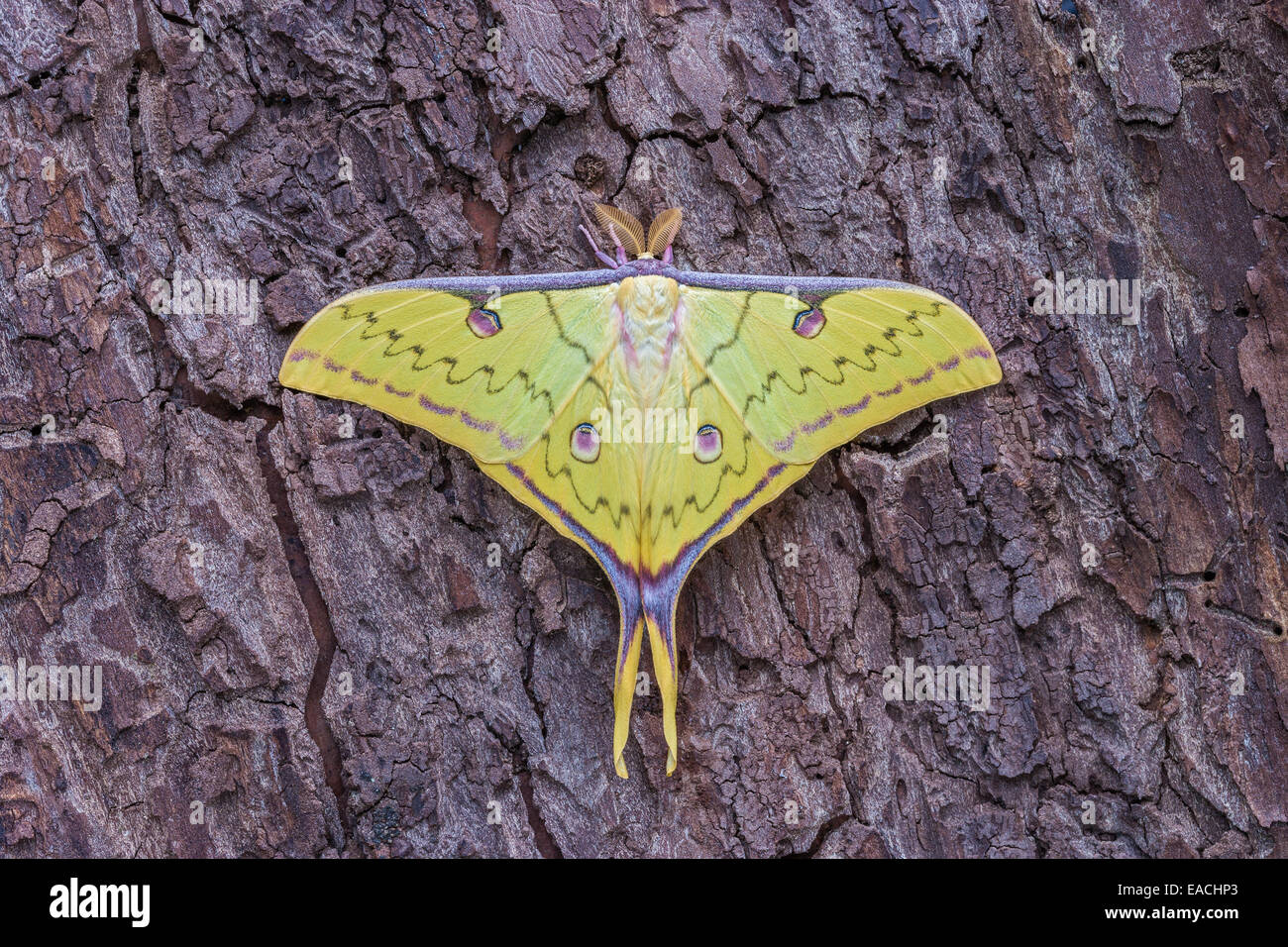 Chinese Moon Moth newly hatched male resting on tree bark Stock Photo ...