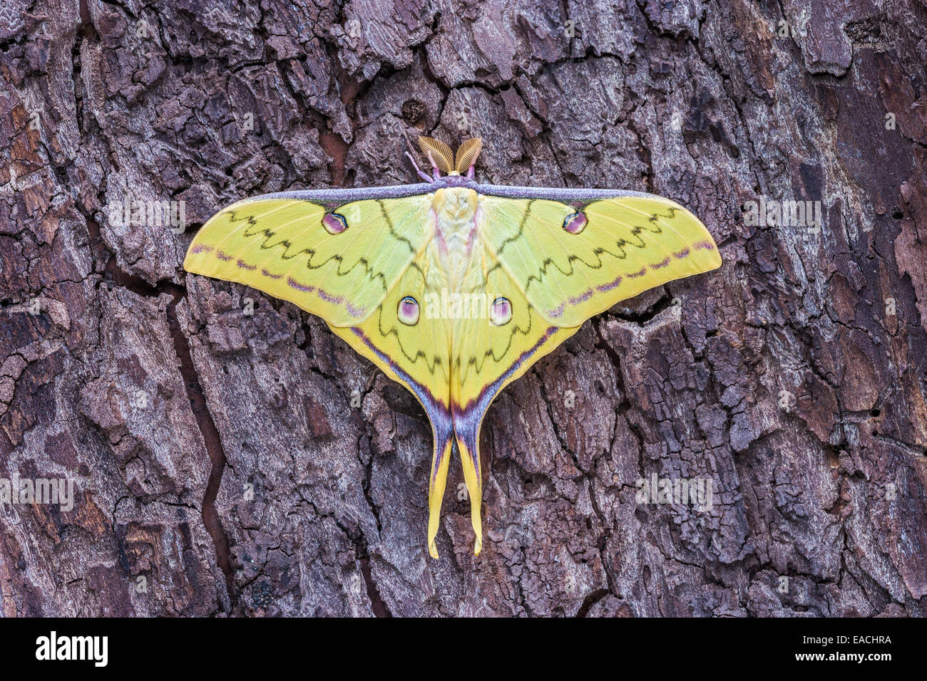 Moth feathery antenna hi-res stock photography and images - Alamy