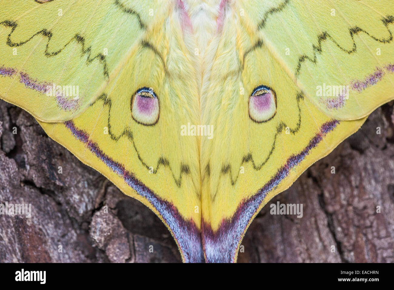 Chinese Luna Moth
