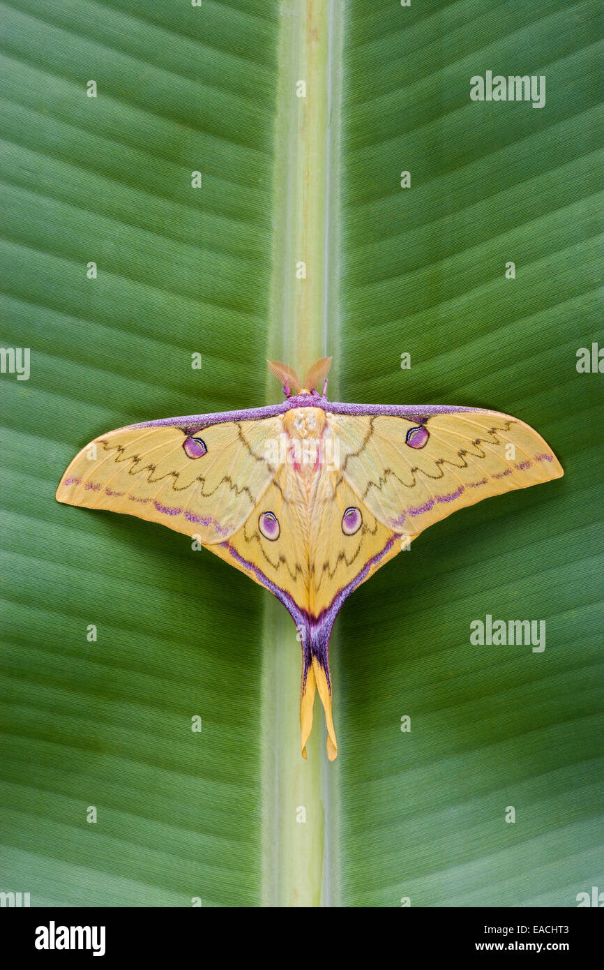 Actias heterogyna hi-res stock photography and images - Alamy