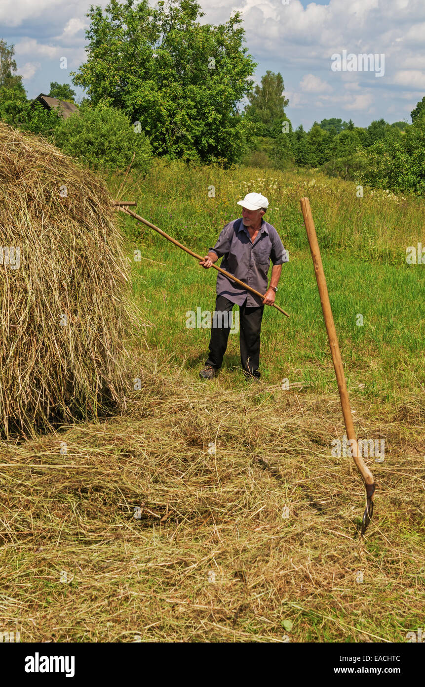 Hay drying, transportation and haystacks for cows and horses in the ...