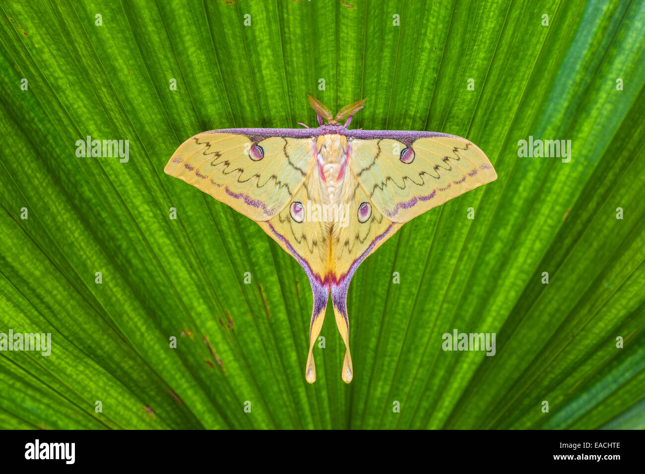 Chinese Moon Moth newly hatched male resting on palm Stock Photo - Alamy