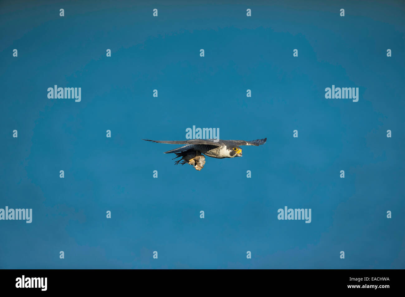 Flying peregrine falcon hi-res stock photography and images - Alamy
