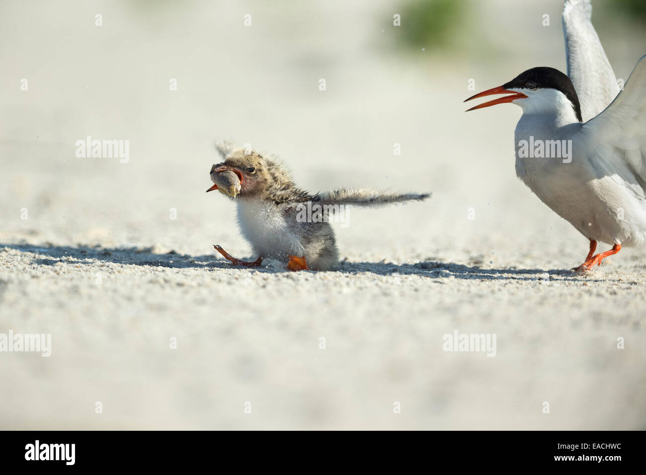 Common Tern / shorebird chick with a fish in its beak Stock Photo - Alamy