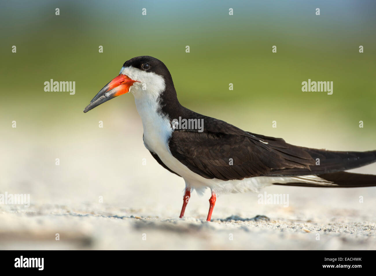 Close-up of an adult Black Skimmer standing on the beach with a green ...