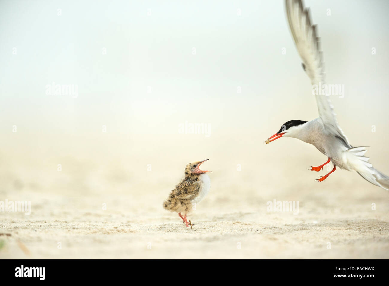 Baby bird flying hi-res stock photography and images - Alamy
