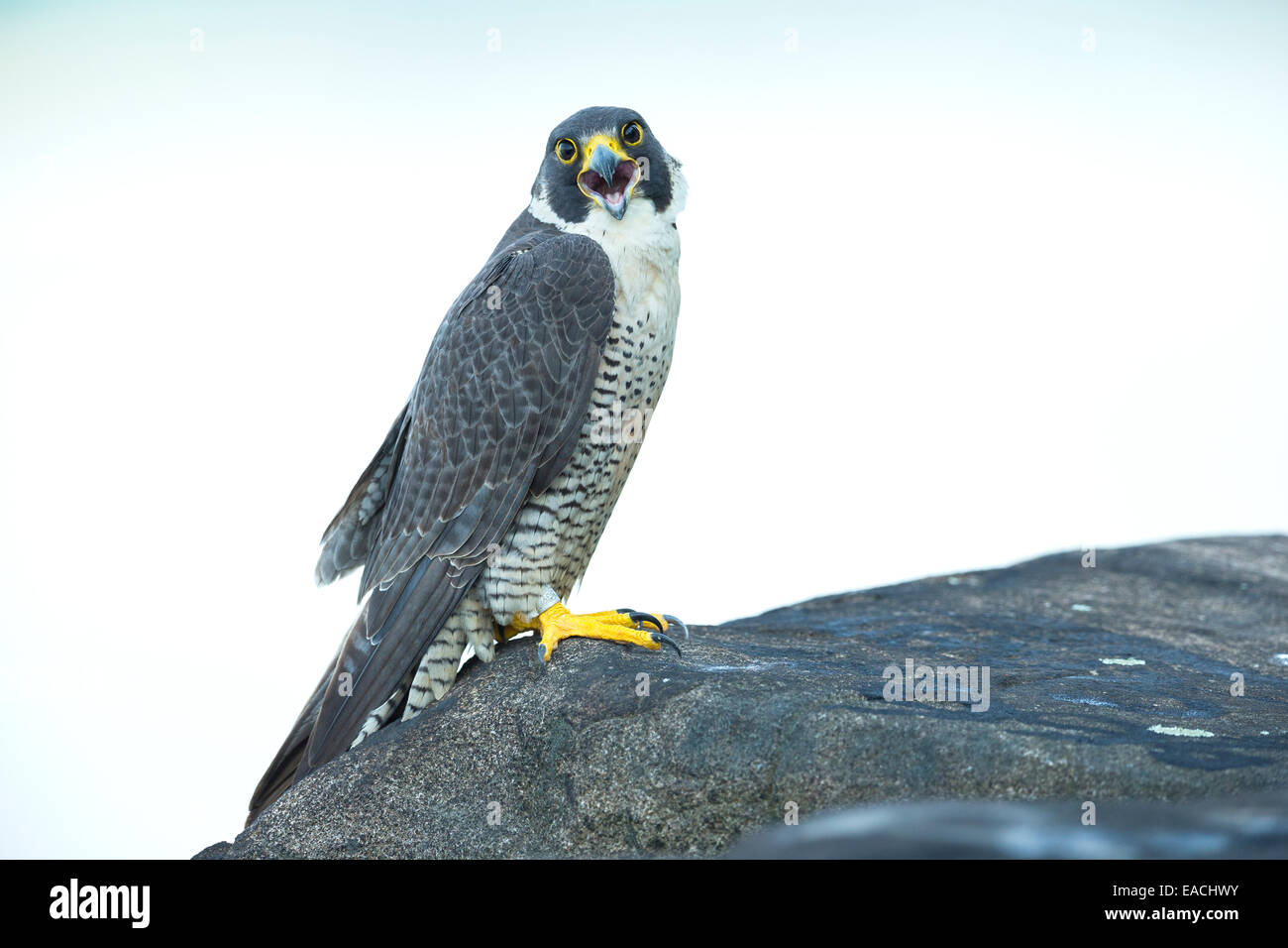 Vocalizing adult Peregrine Falcon - Falco peregrinus - Northern New ...