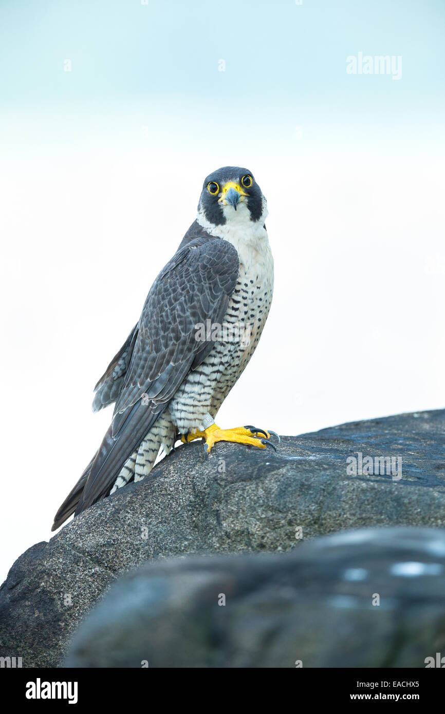 Peregrine Falcon New York Stock Photos & Peregrine Falcon New York ...