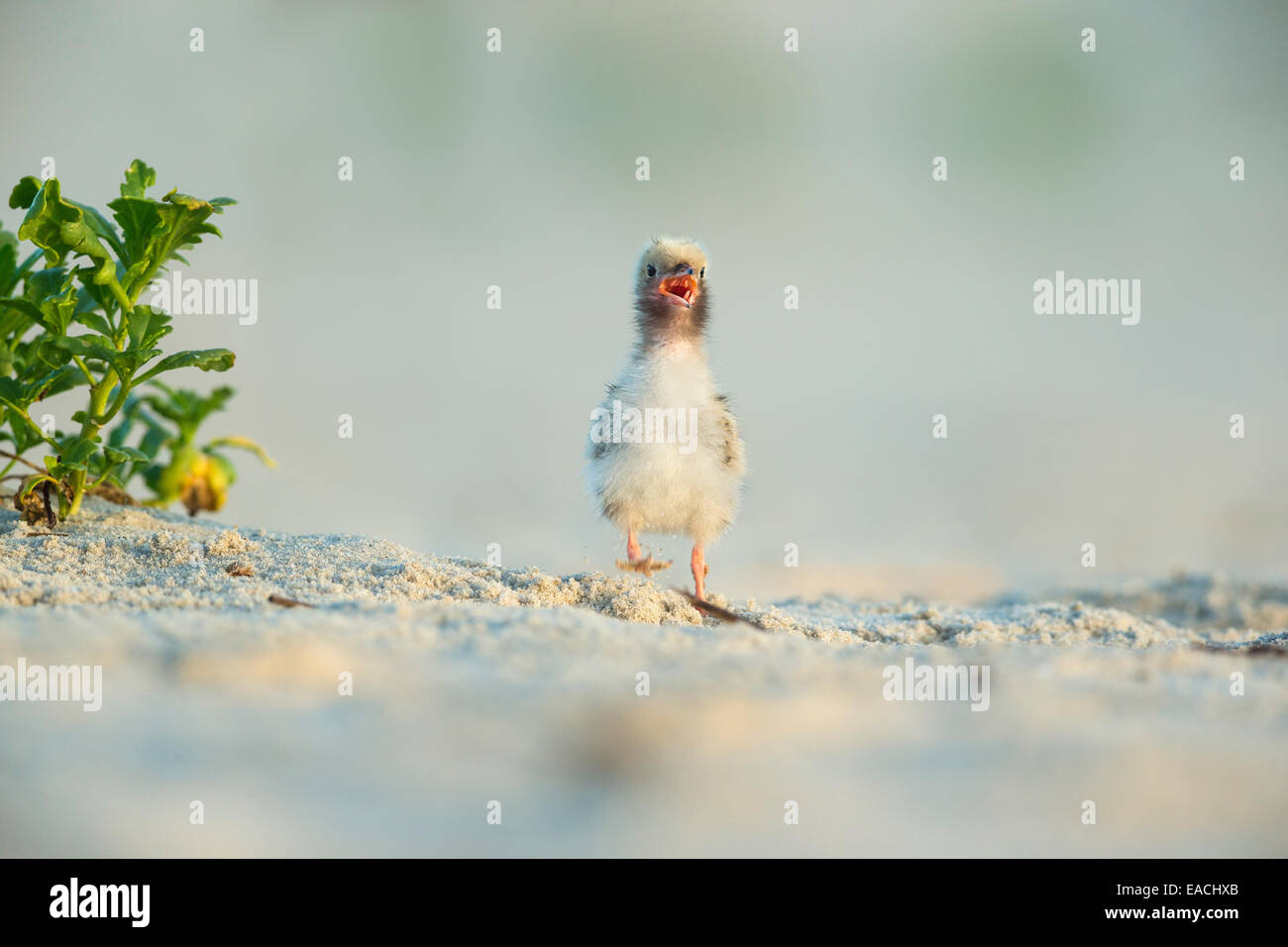 Common Tern / shorebird chick running on the beach with its beak open ...