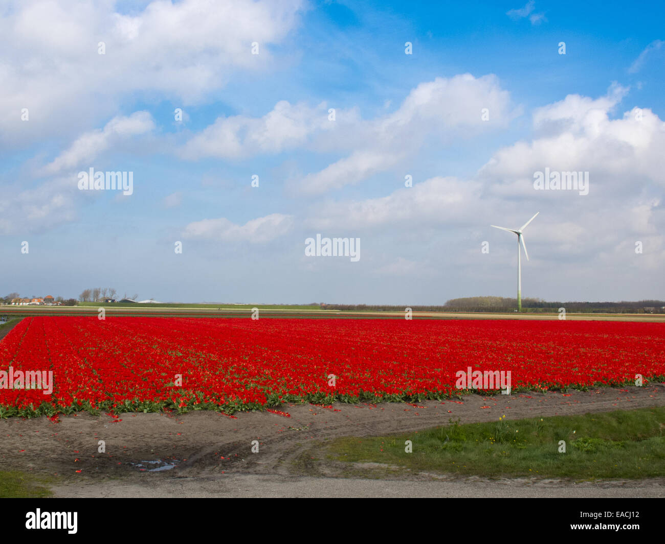 Red flower field and the electricity wind turbine in Holland Stock ...