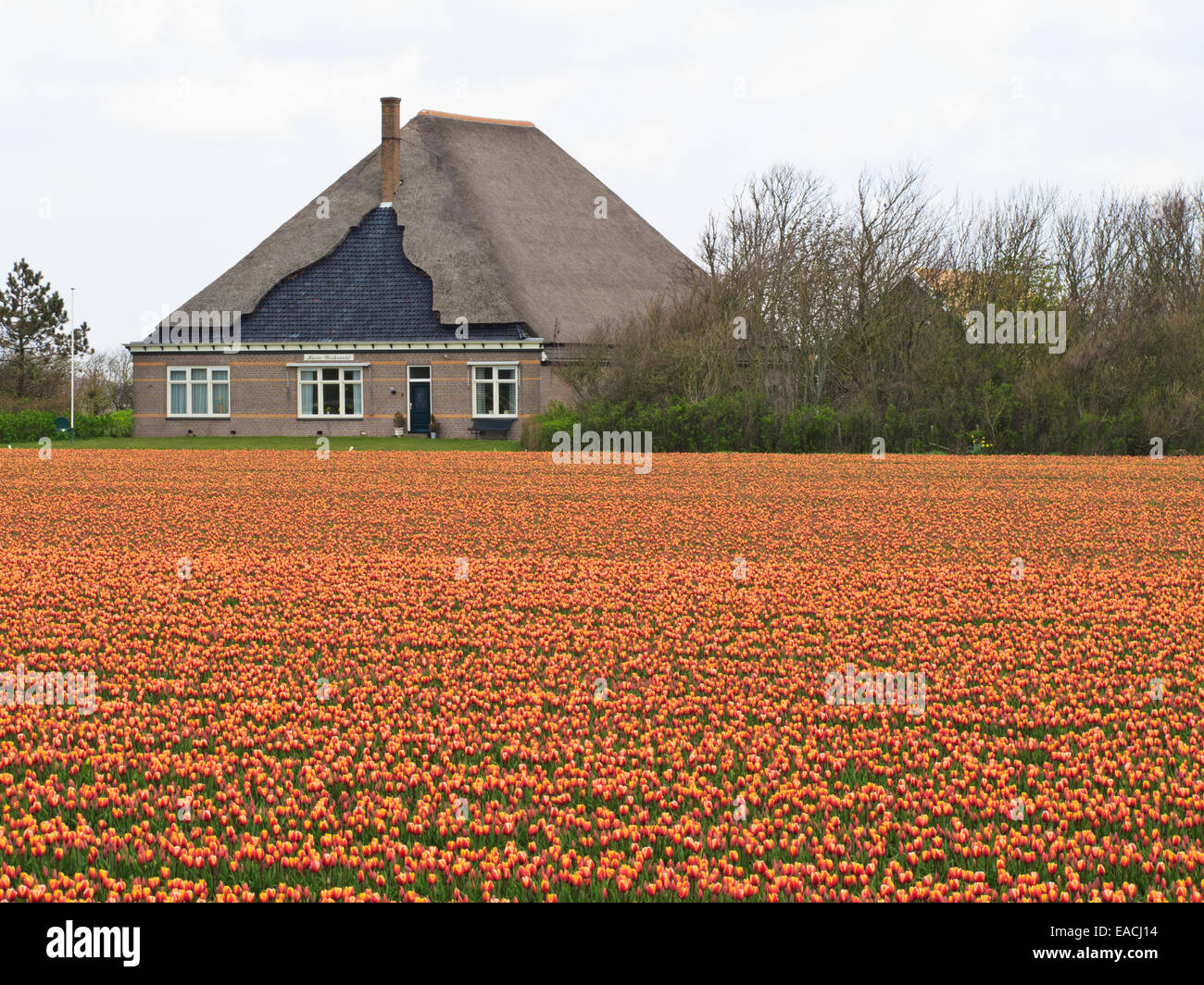 In the province of north holland hi-res stock photography and images ...
