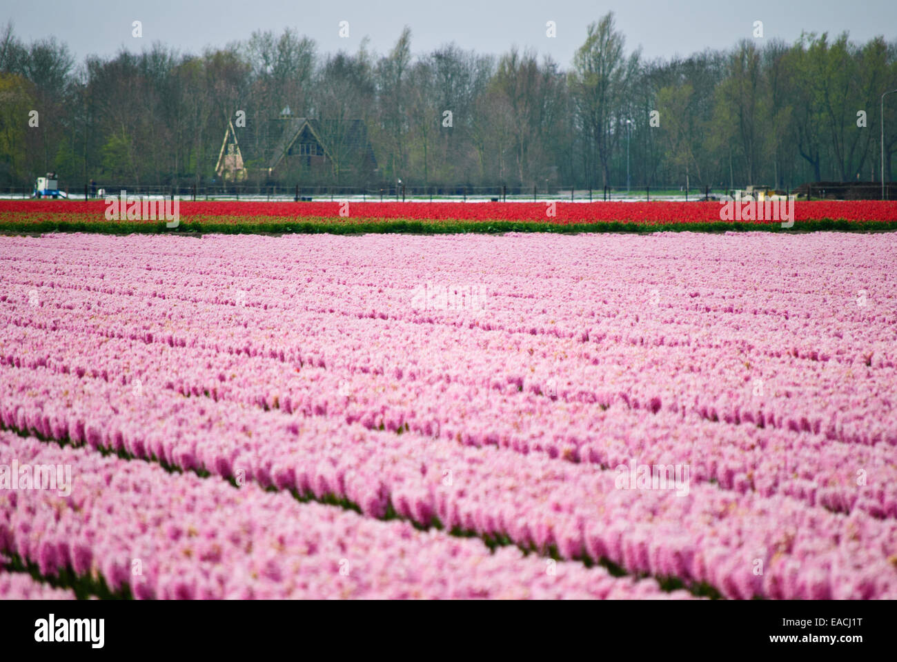 Flush of flowers hi-res stock photography and images - Alamy