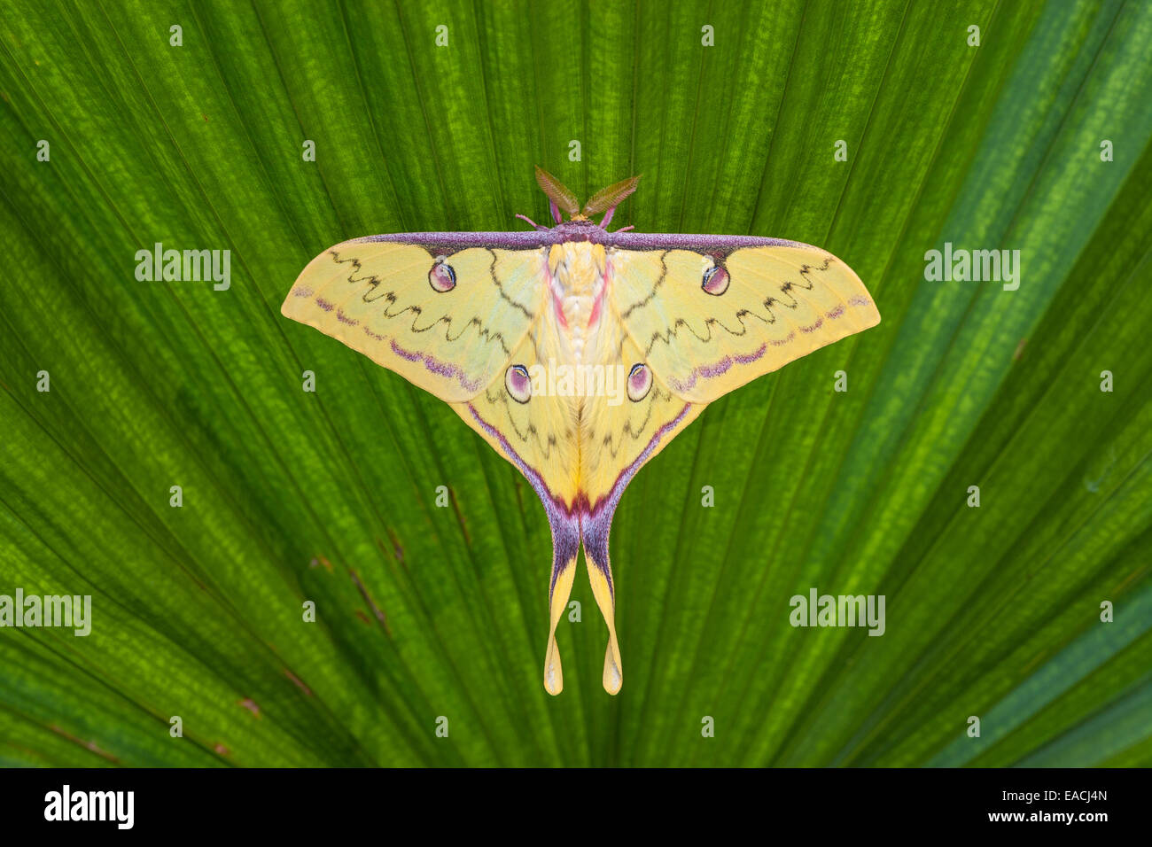 Chinese Moon Moth newly hatched male resting on palm Stock Photo - Alamy