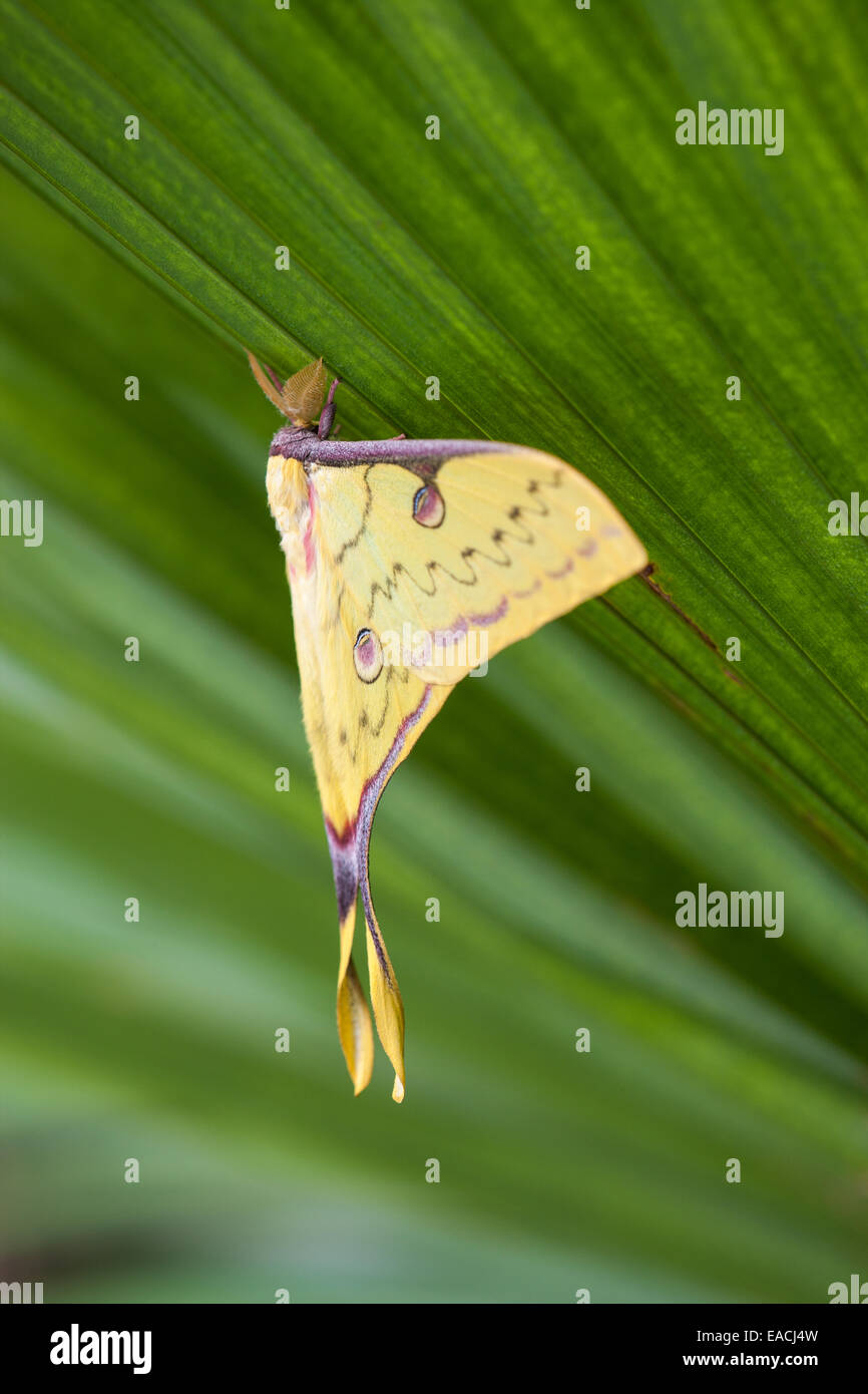Chinese Moon Moth High Resolution Stock Photography and Images - Alamy