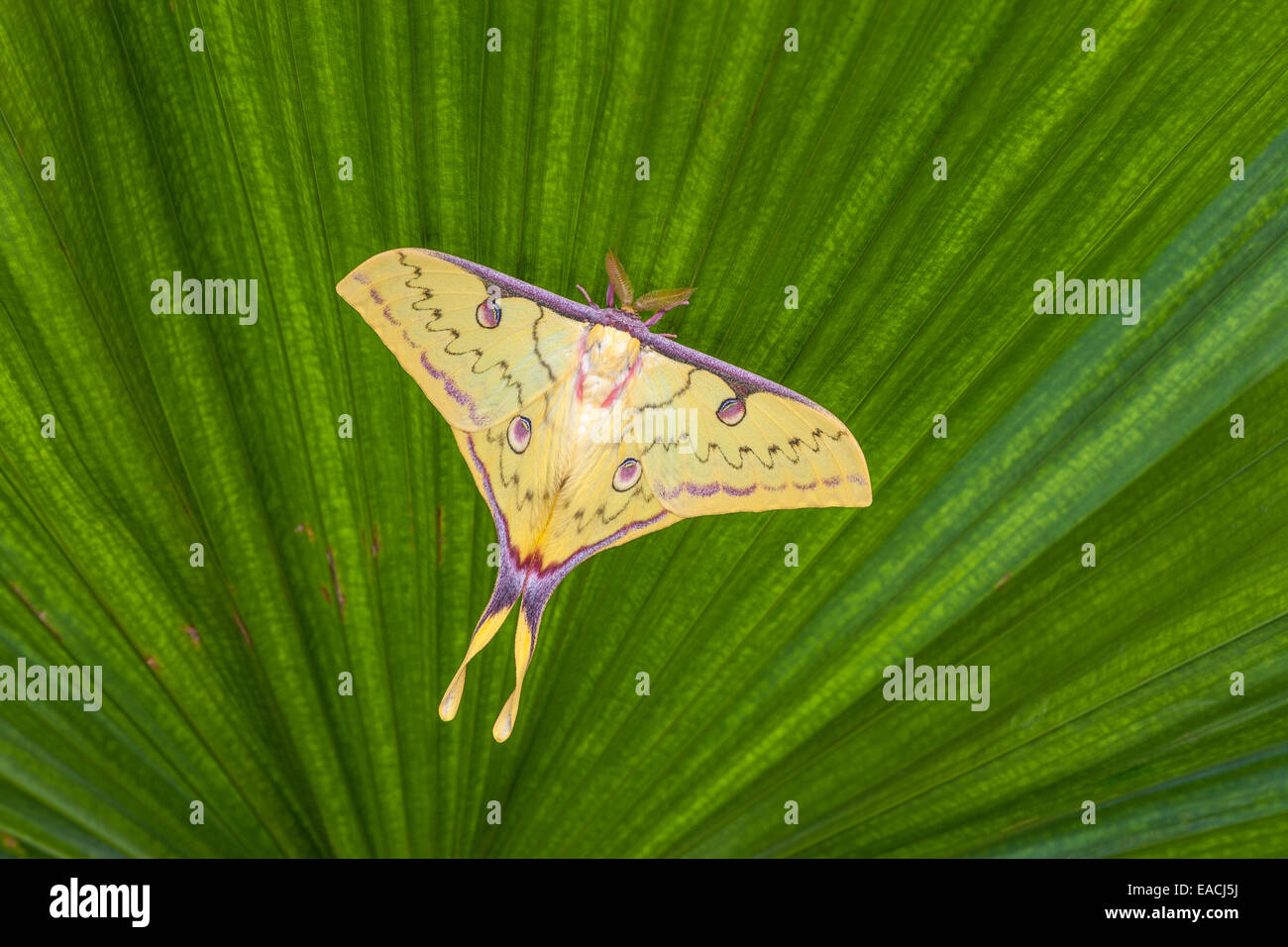 Moth feathery antenna hi-res stock photography and images - Alamy