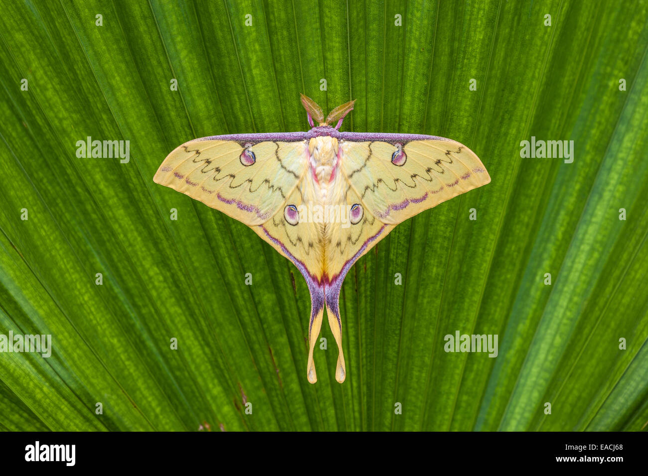 Malaysian Moon Moth