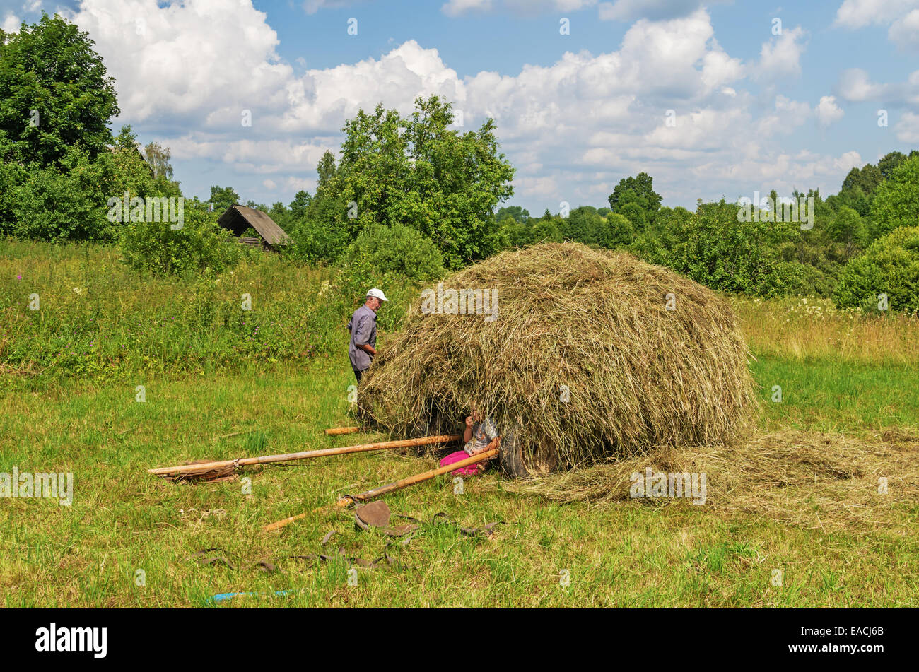 Hay drying, transportation and haystacks for cows and horses in the ...