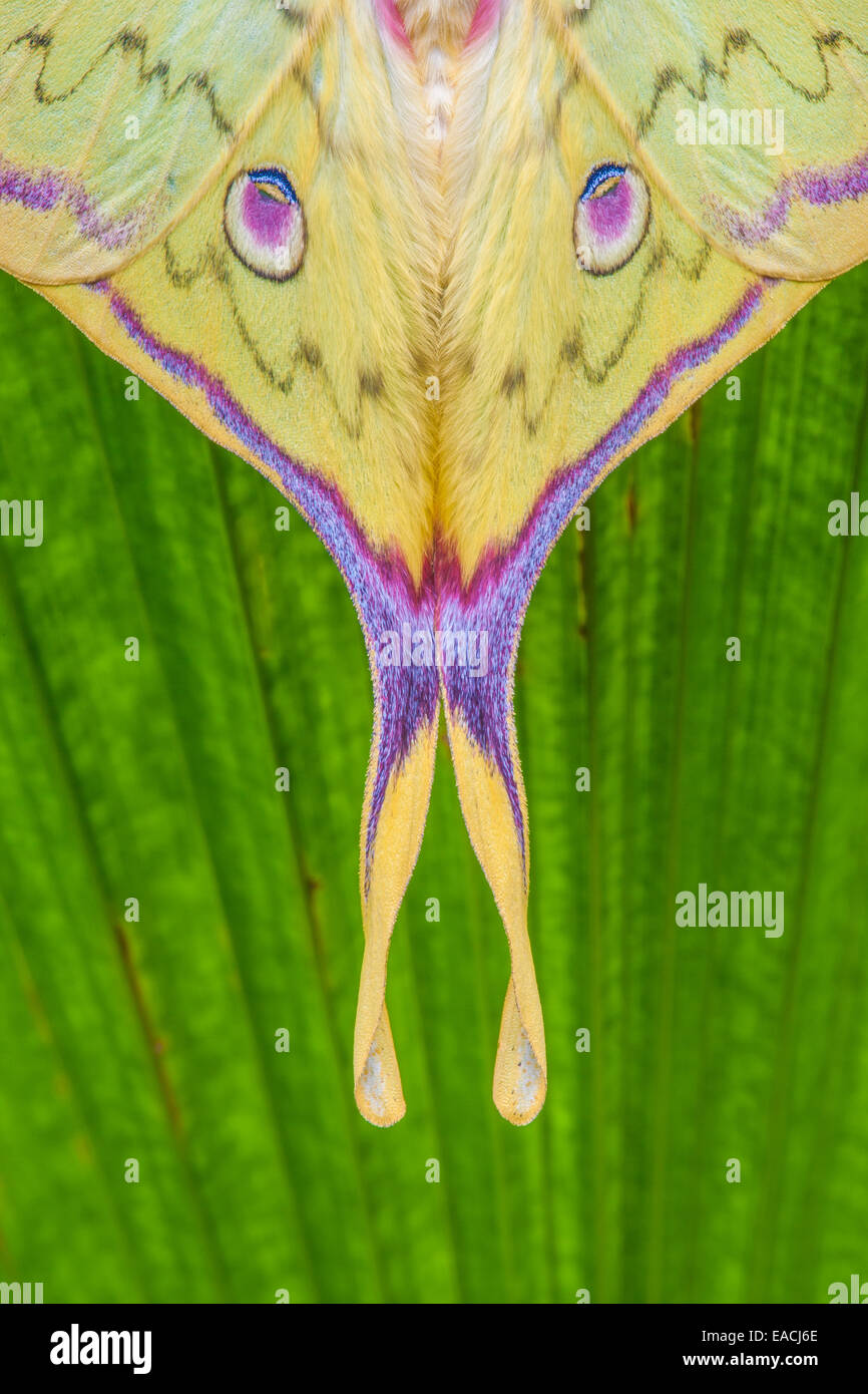 Chinese Moon Moth hingwings of male showing how the eyespots and tails ...