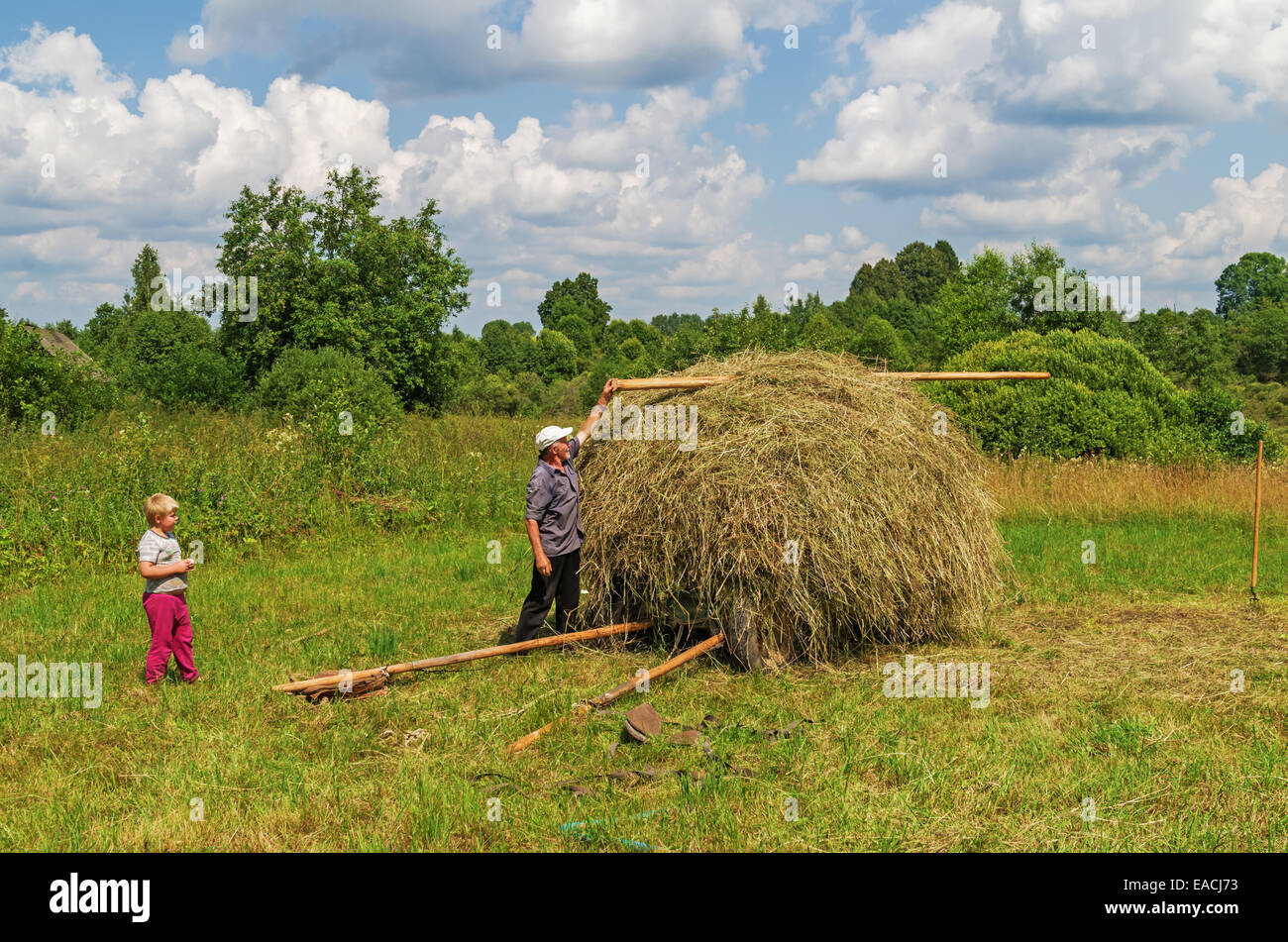 Hay drying, transportation and haystacks for cows and horses in the ...