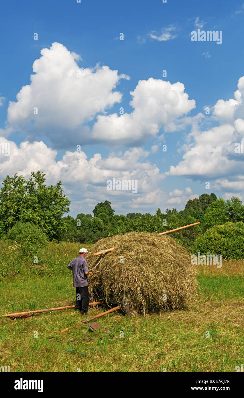 Hay drying, transportation and haystacks for cows and horses in the ...