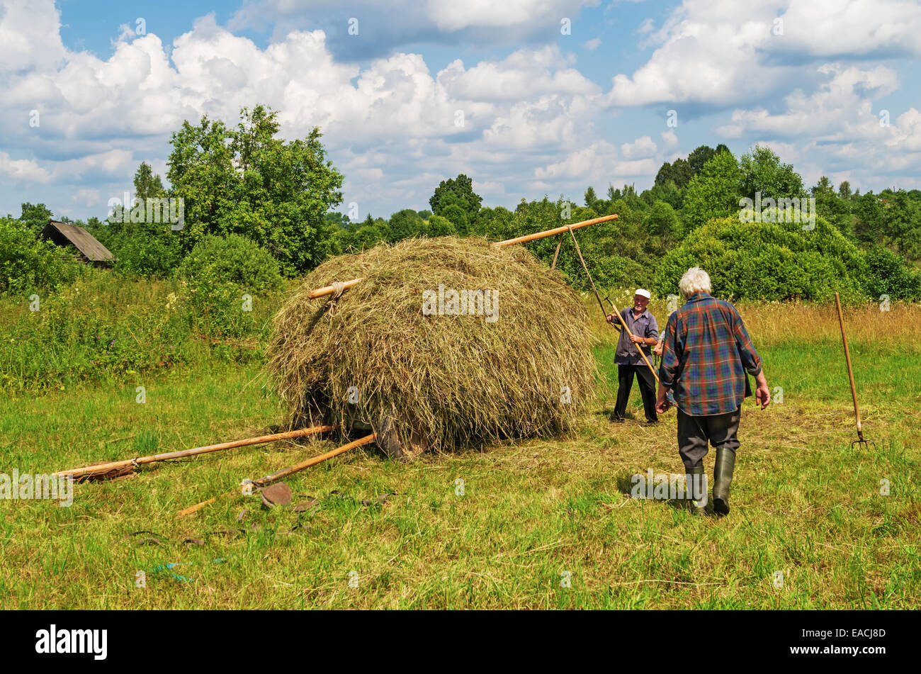 Hay drying, transportation and haystacks for cows and horses in the ...