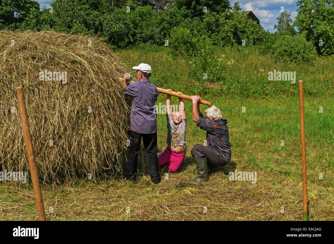 Hay drying, transportation and haystacks for cows and horses in the ...