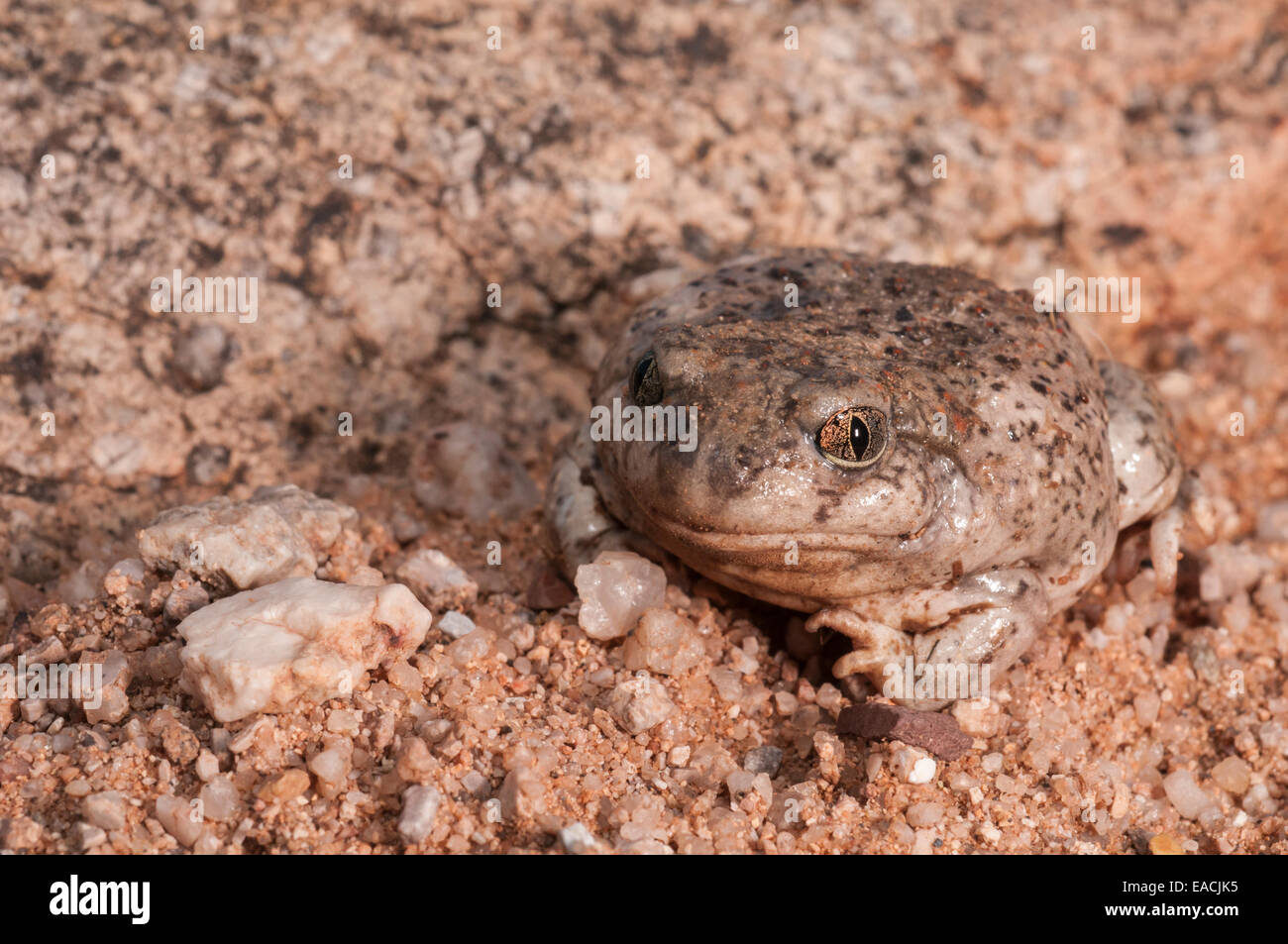 Spadefoot Toad Burrow High Resolution Stock Photography and Images - Alamy