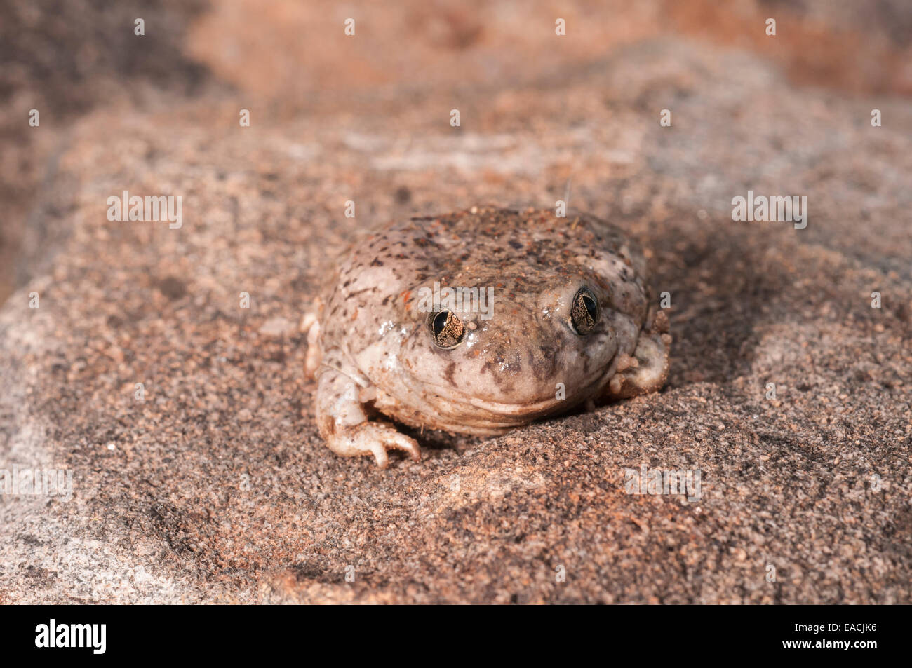Spade Foot Toad High Resolution Stock Photography and Images - Alamy