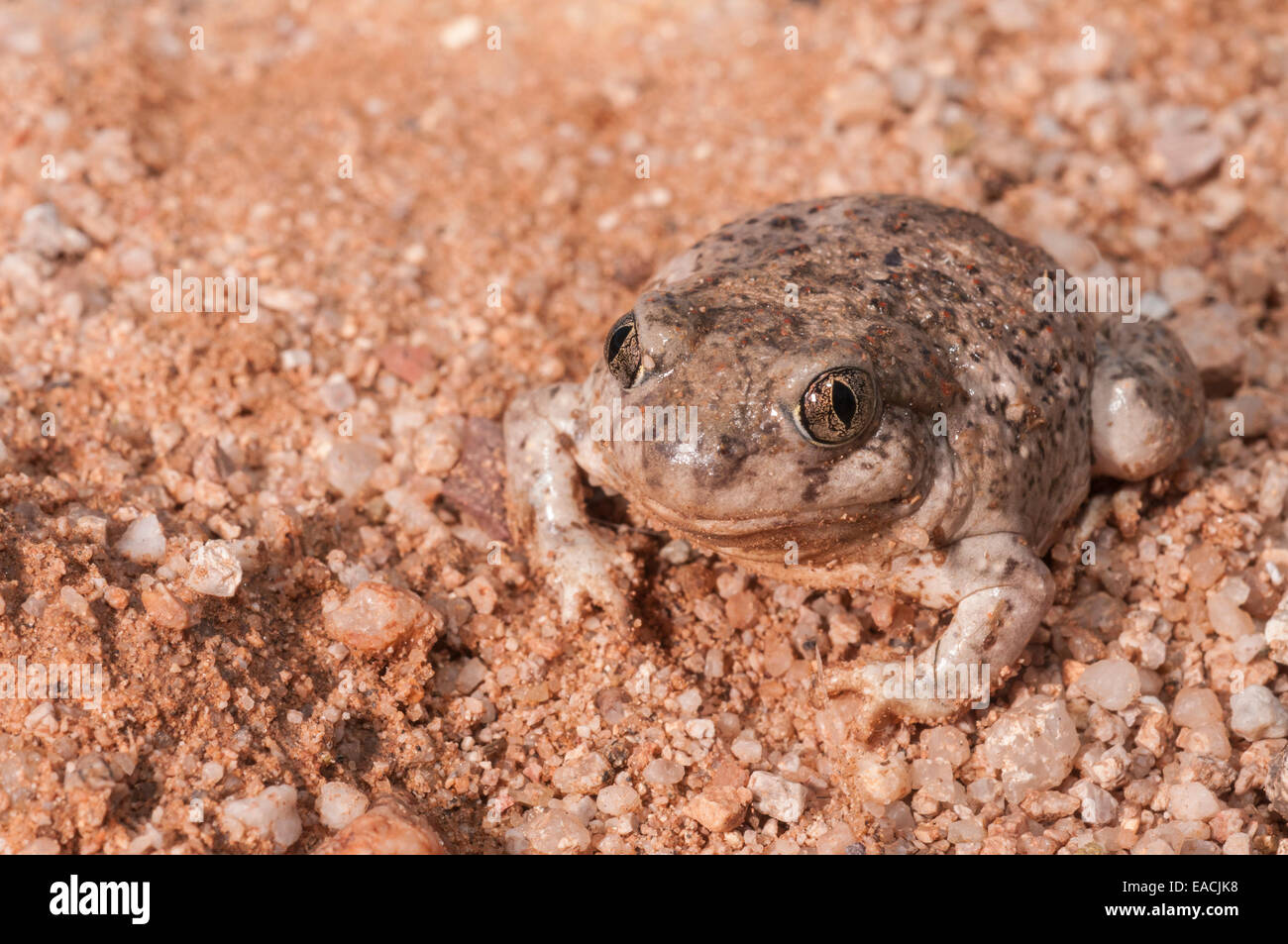 Spadefoot toad burrow hi-res stock photography and images - Alamy