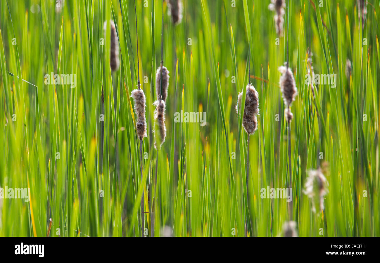 Bullrush hi-res stock photography and images - Alamy