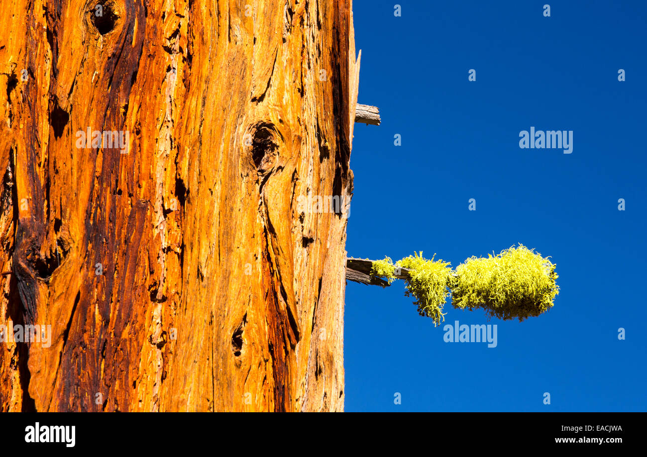 A dead tree above the Nevada Fall in the Little Yosemite Valley ...
