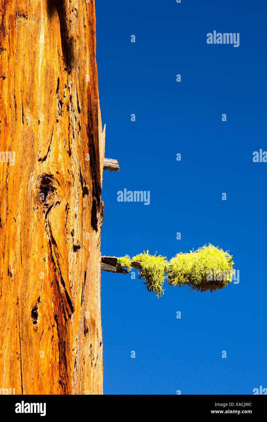 A dead tree above the Nevada Fall in the Little Yosemite Valley ...