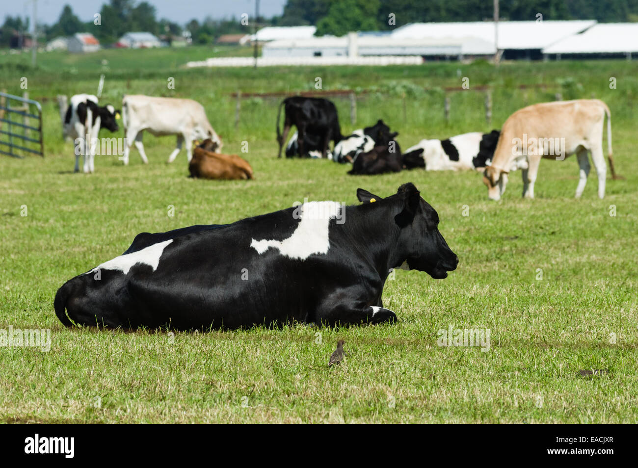 Dairy cows grazing on a pasture of a dairy farm. Tillamook, Oregon ...