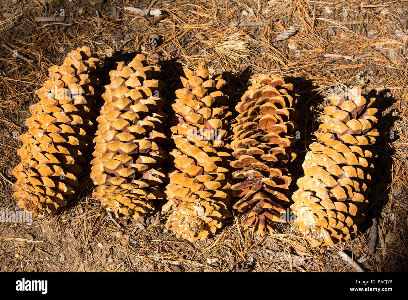 California sugar pine tree hi-res stock photography and images - Alamy