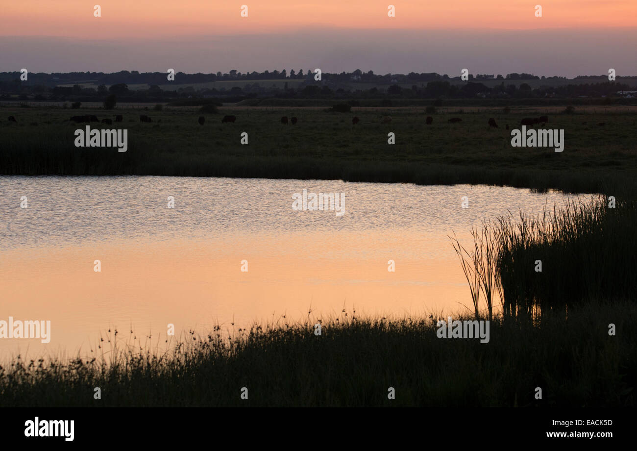 Dusk light on wetland and marsh habitat at Old Hall Marshes RSPB ...