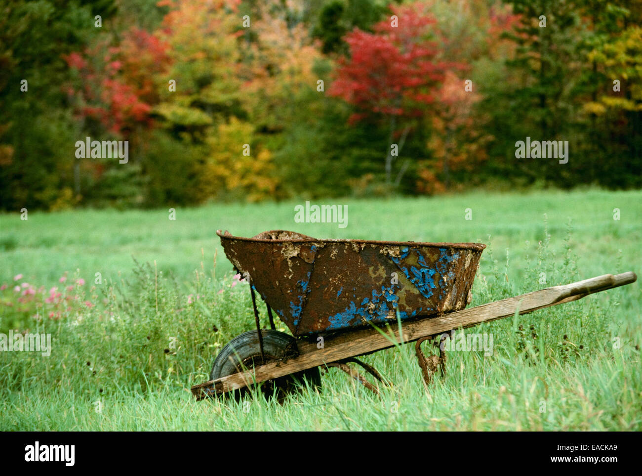 Very old wheelbarrow, formerly blue, sits in field of grass in early ...