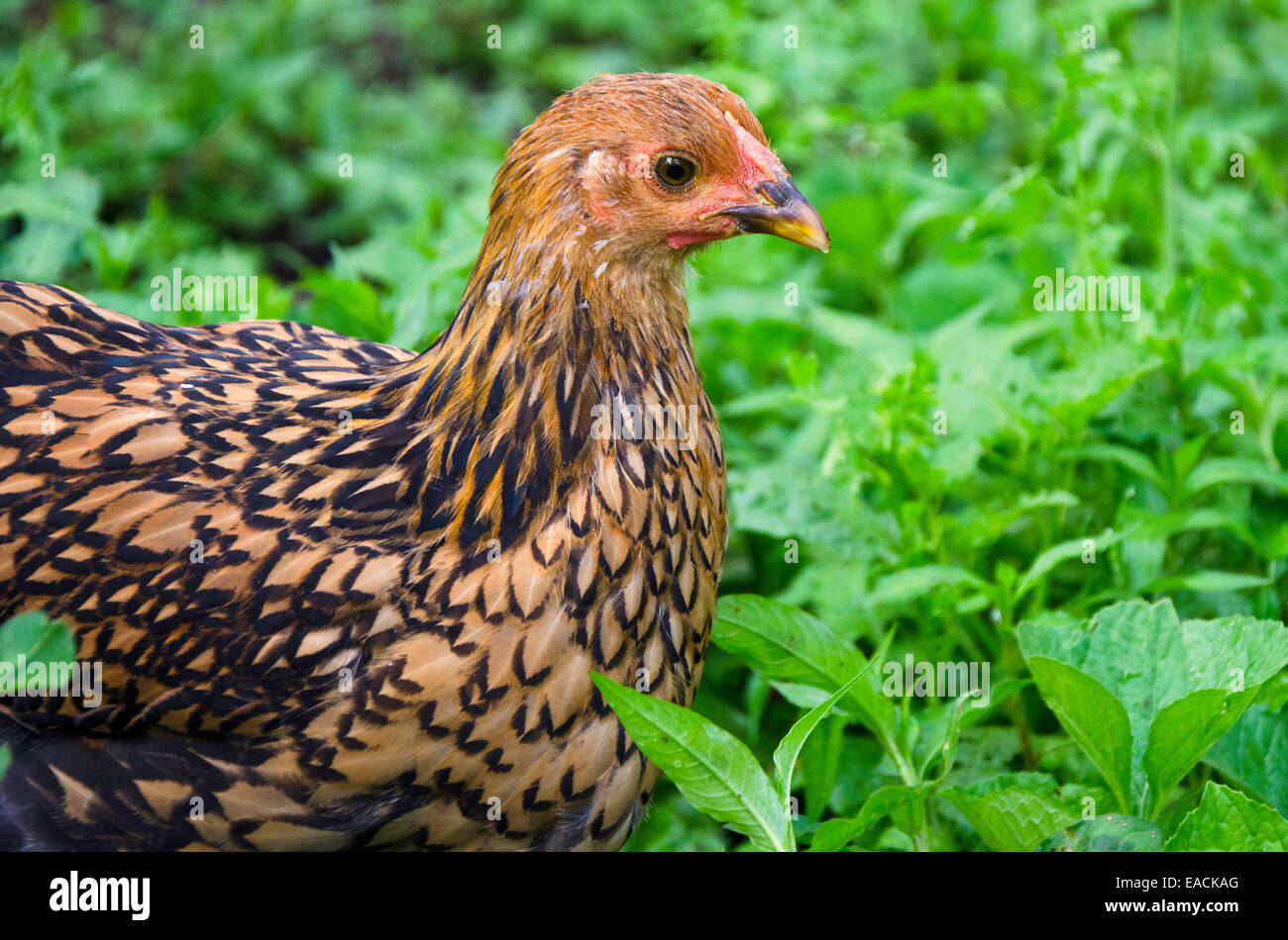 Golden Laced Wyandotte Pullets