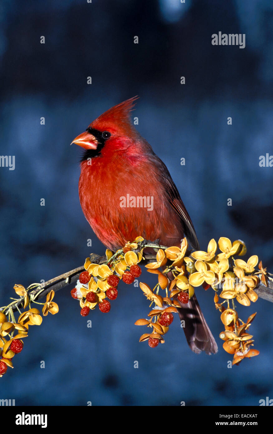 Male Northern Cardinal perched on Bittersweet (Celiastrus scandes ...