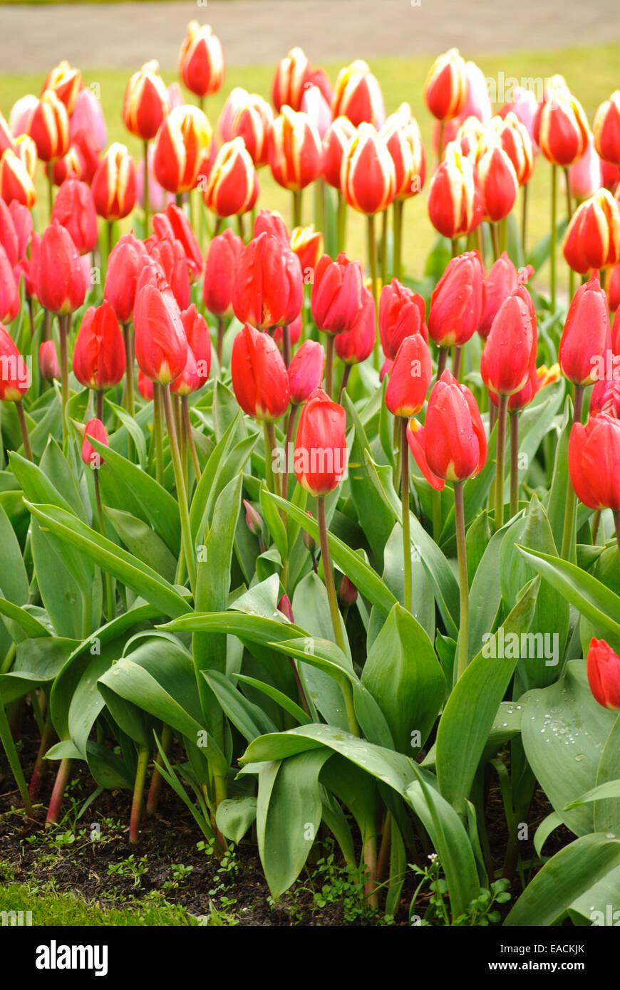 Red and bicolor tulips Stock Photo - Alamy