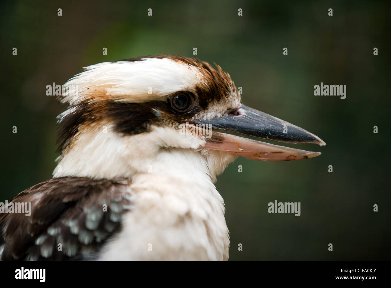 Australian Laughing Jackass High Resolution Stock Photography and ...