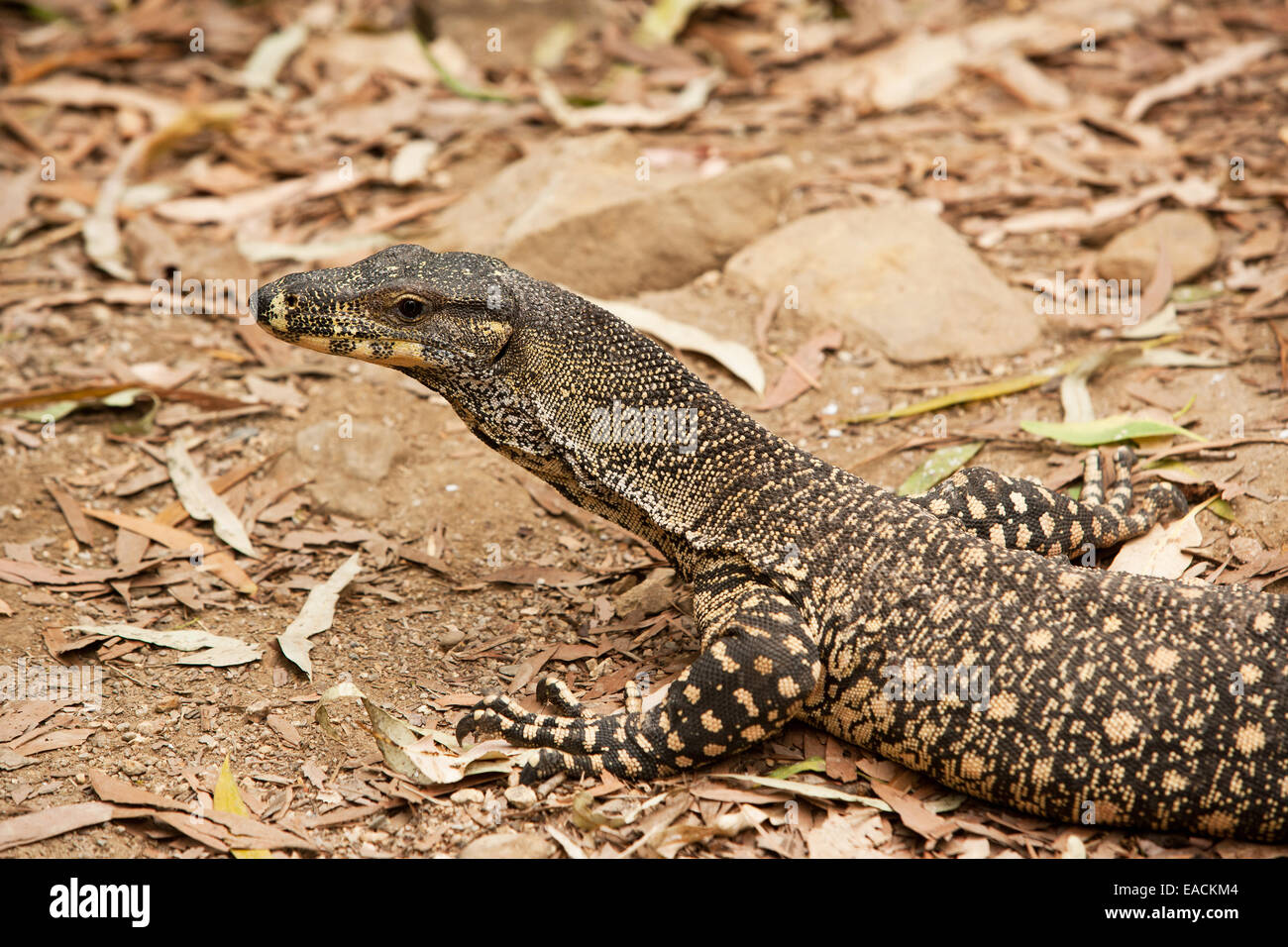 Australian goanna hi-res stock photography and images - Alamy