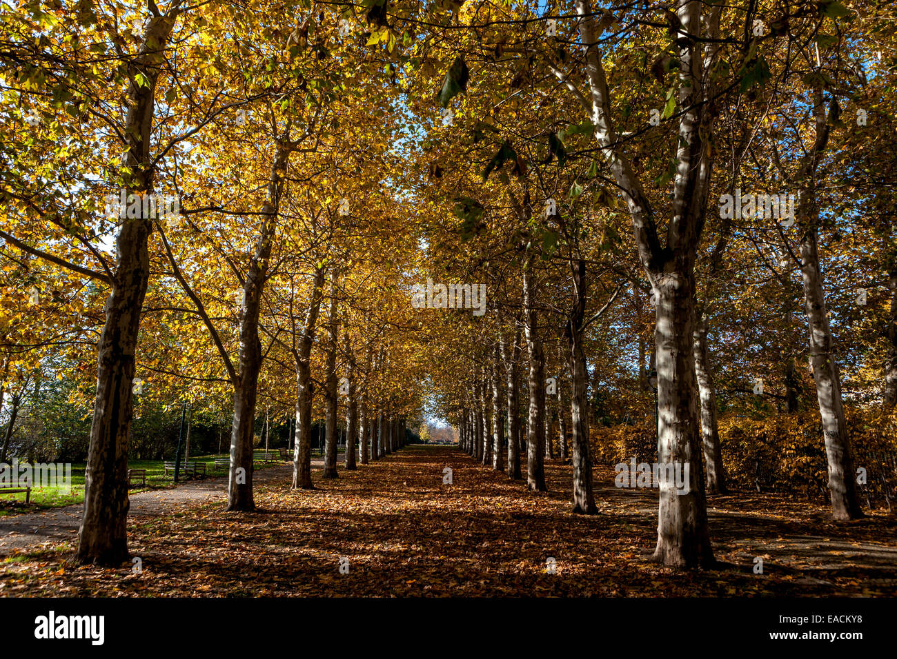 Autumn and its colors in Letná park, Czech Republic, plane tree lined ...