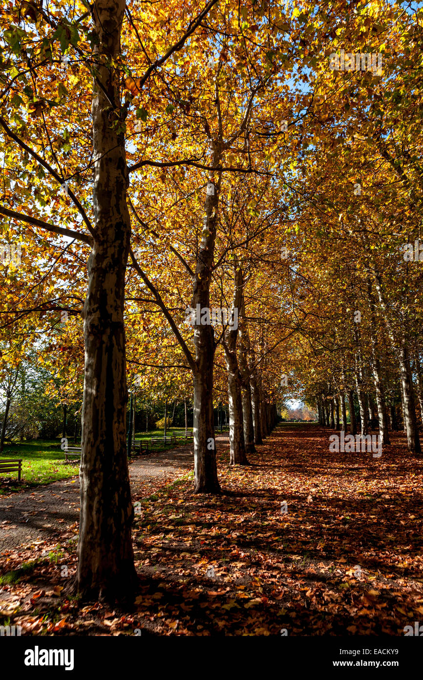 Autumn and its colors in Letná Prague park, Czech Republic, plane tree ...