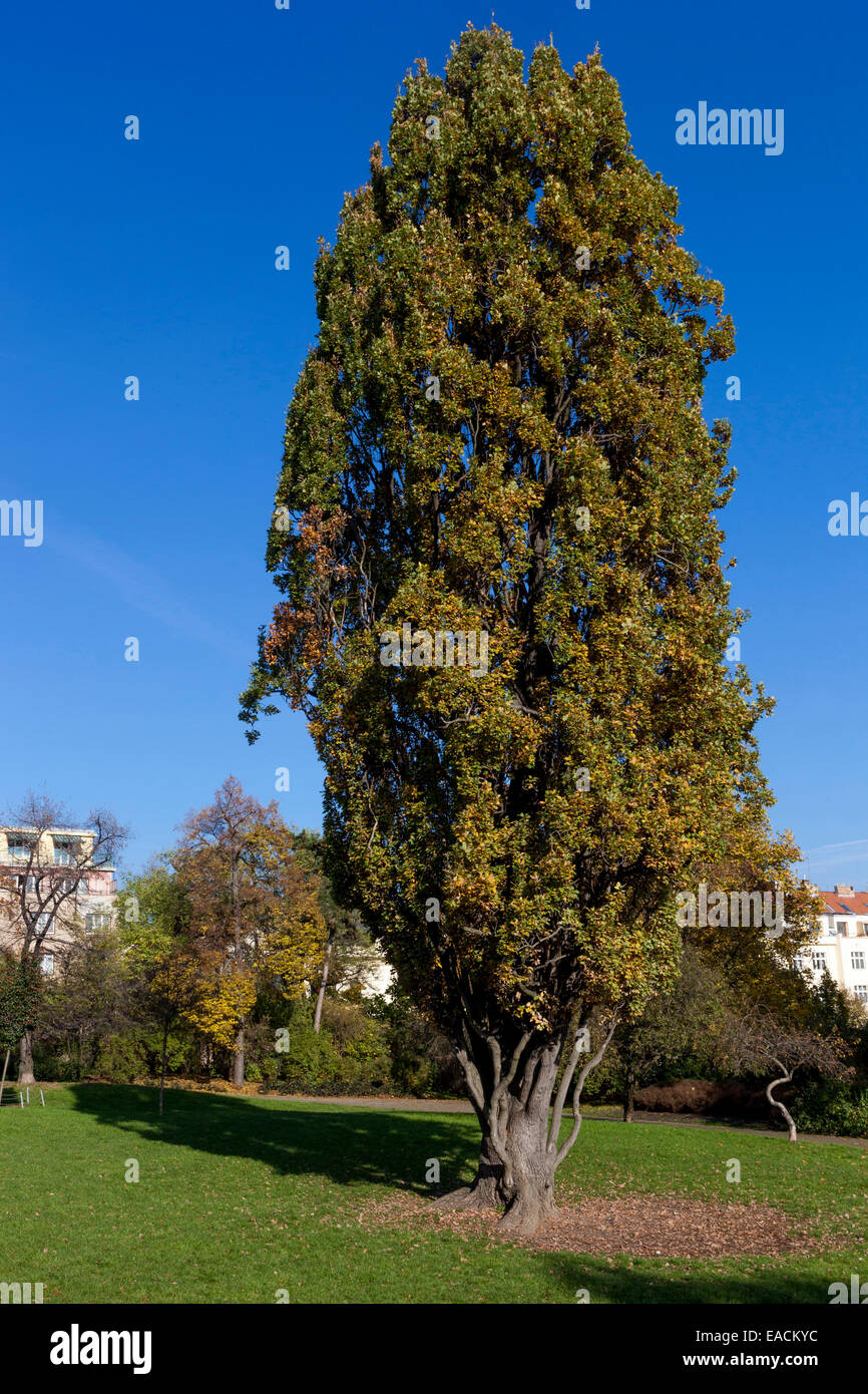 Quercus Robur Fastigiata High Resolution Stock Photography and Images ...