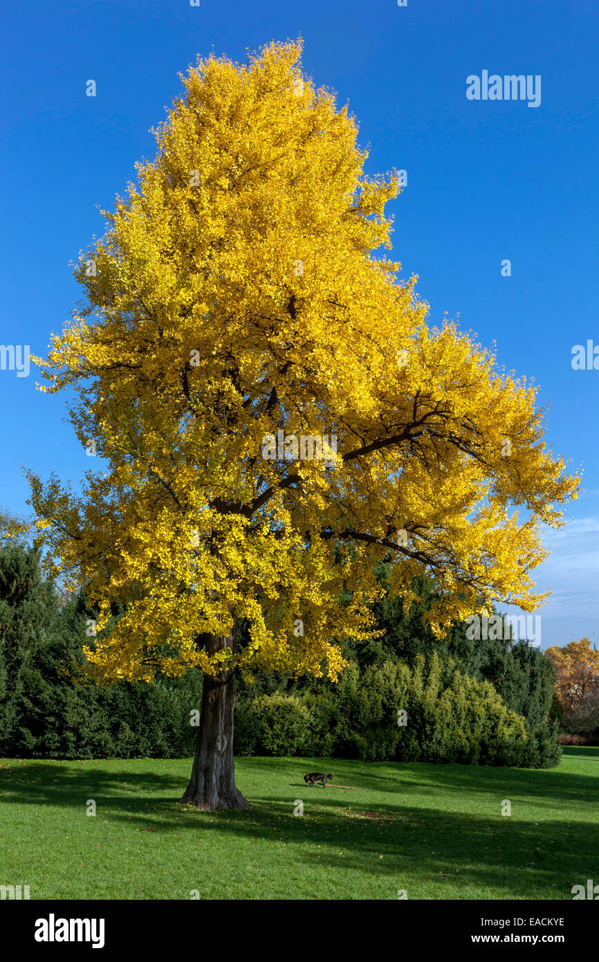 Ginkgo biloba tree autumn, Maidenhair Tree Yellowing Ginkgo tree golden, Prague Letna Czech ...