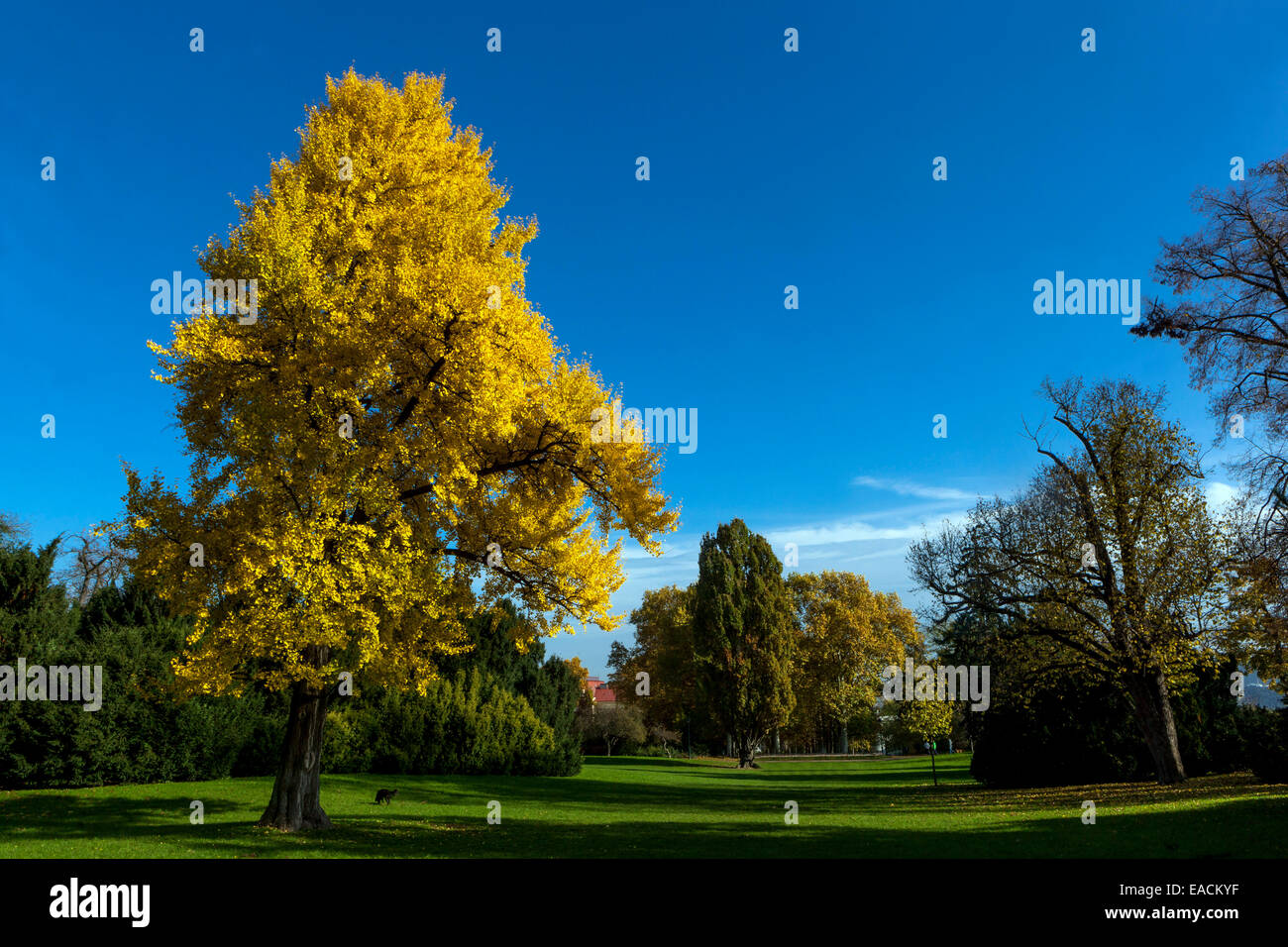 Ginkgo biloba tree hi-res stock photography and images - Alamy