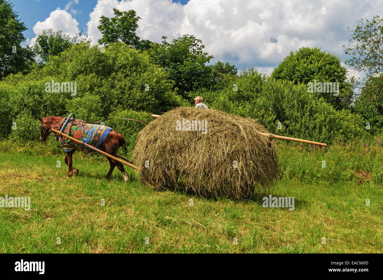 Hay drying, transportation and haystacks for cows and horses in the ...